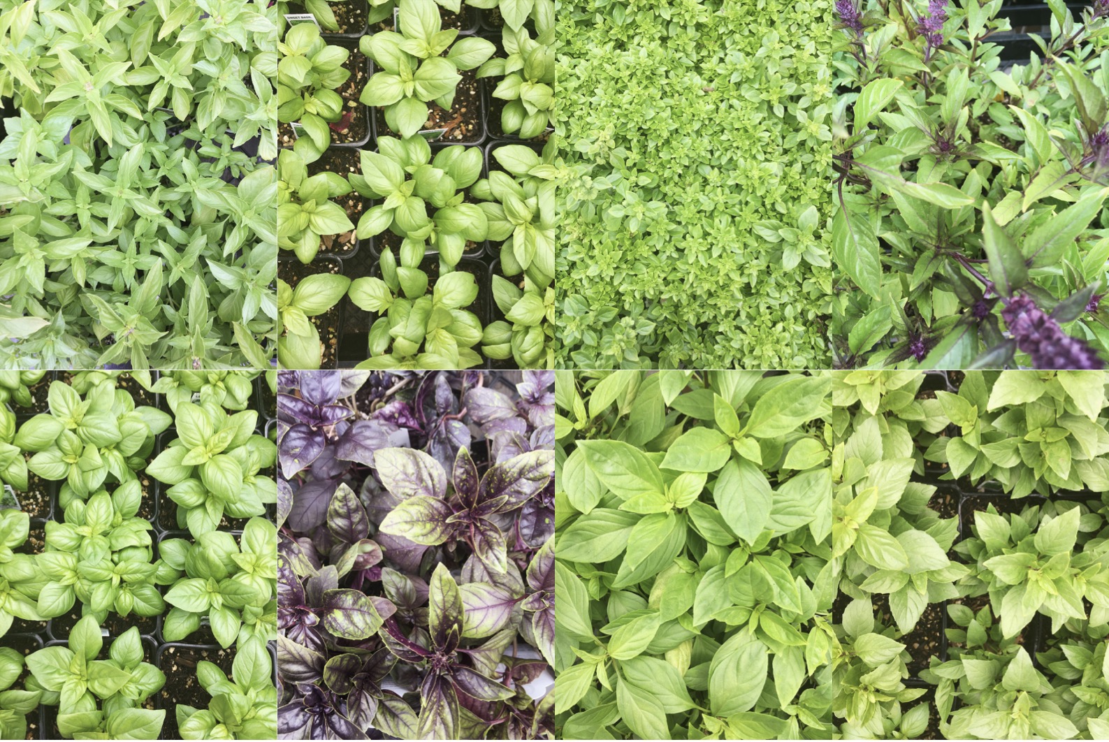 9 Types of Basil (and what to do with them) - Live Lynnette